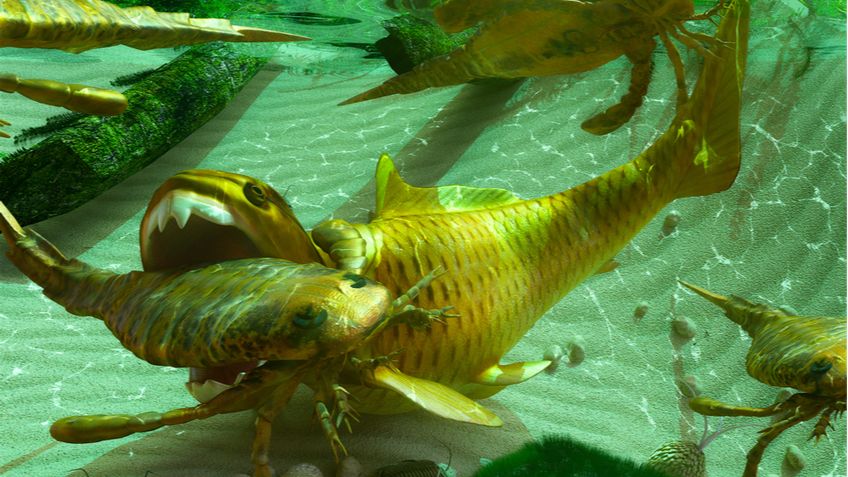 Найден зубастый предок анчоуса - Наука: новости и видео