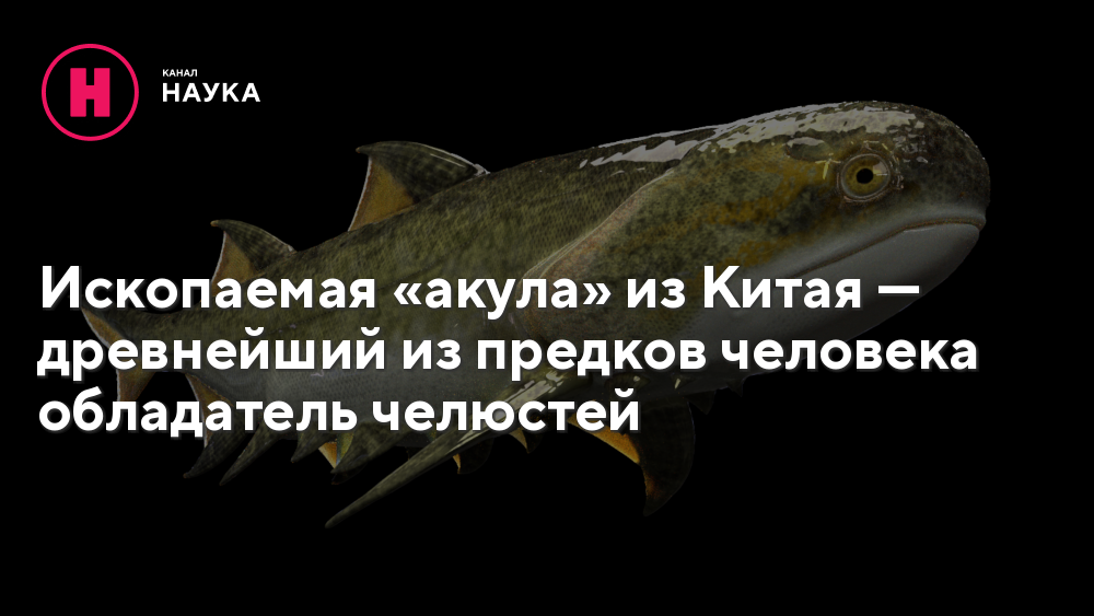 Ископаемая «акула» из Китая — древнейший из предков человека обладатель ...
